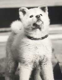 hachiko filhote | Japão em Foco