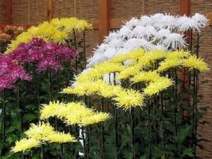 Crisântemo - A Flor Nacional do Japão | Curiosidades do Japão