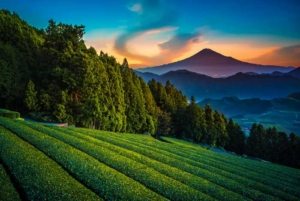 Obuchi Sasaba: As icônicas plantações de chá aos pés do Monte Fuji ...
