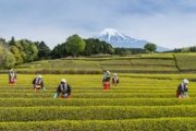Obuchi Sasaba: As icônicas plantações de chá aos pés do Monte Fuji ...